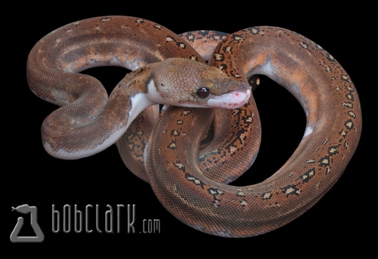 Pied Het Albino Reticulated Python by Bob Clark Reptiles