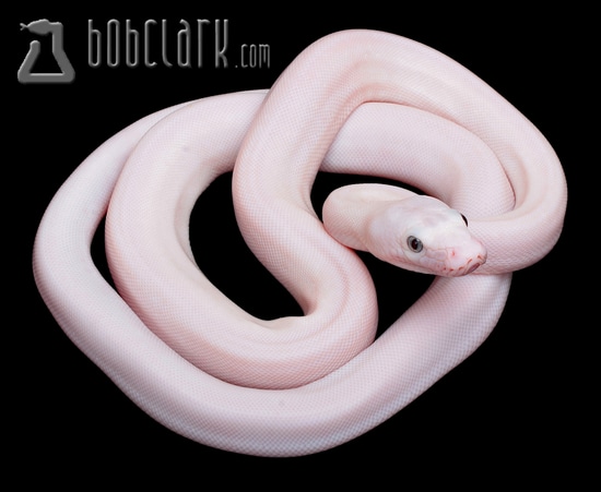 Golden Child Cow Reticulated Python by Bob Clark Reptiles