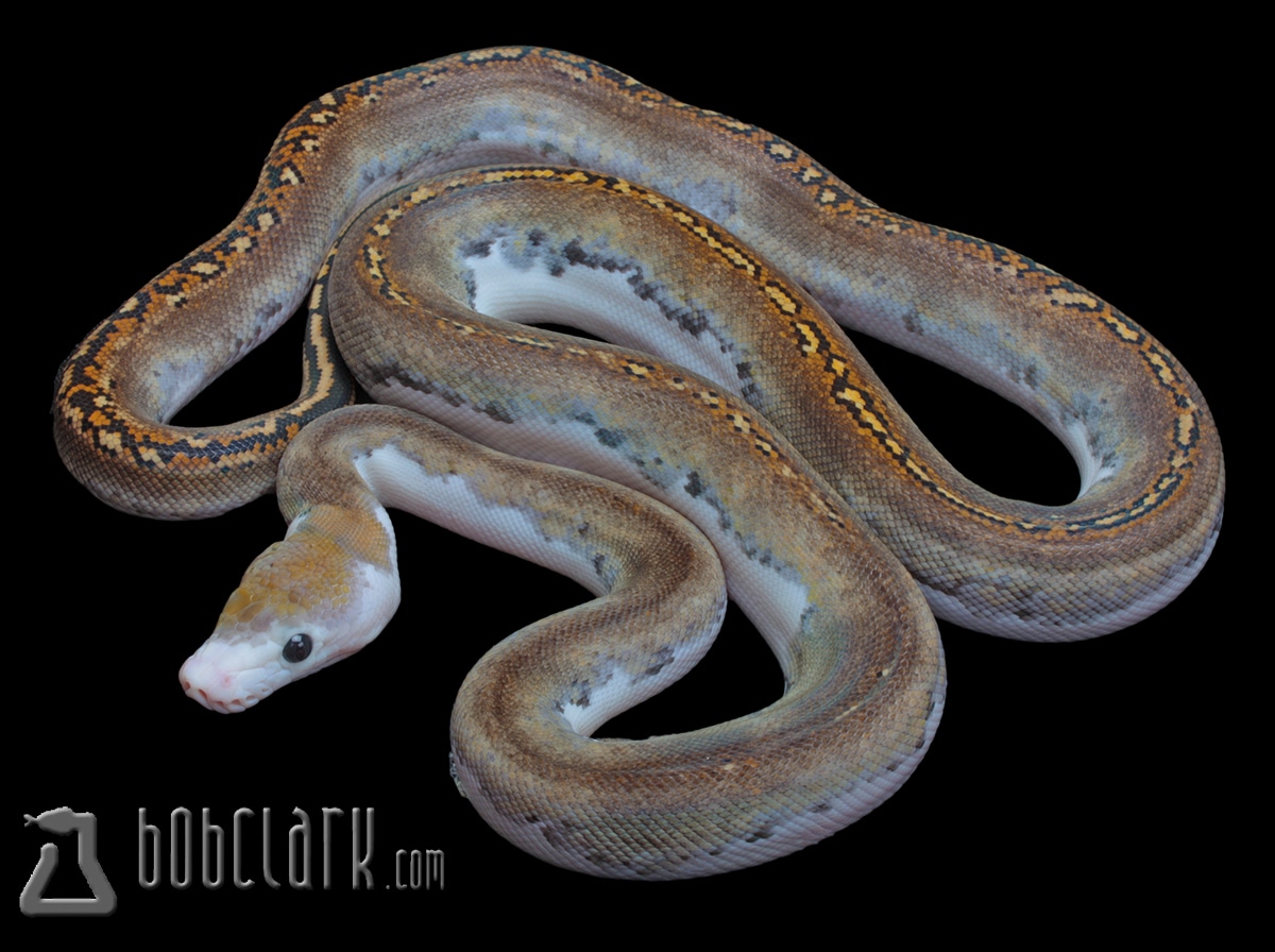 Pied Reticulated Python by Bob Clark Reptiles - MorphMarket