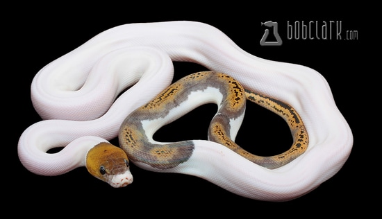 Pied, High White Reticulated Python by Bob Clark Reptiles
