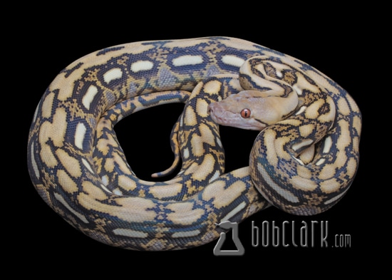 Tiger 100% Het Purple Reticulated Python by Bob Clark Reptiles