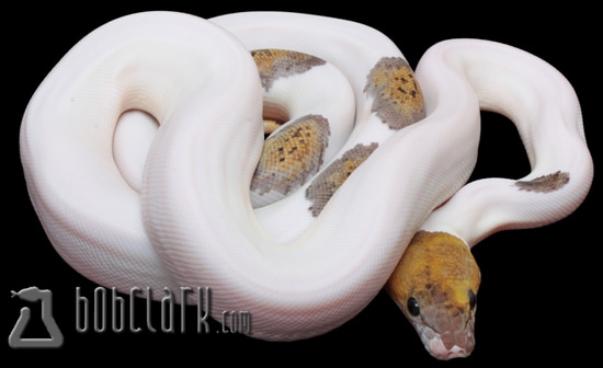High White Pied Reticulated Python by Bob Clark Reptiles