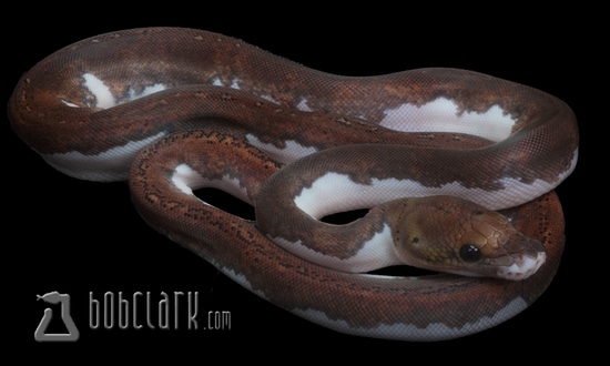 Pied Reticulated Python by Bob Clark Reptiles