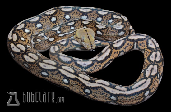 Motley Tiger Reticulated Python by Bob Clark Reptiles