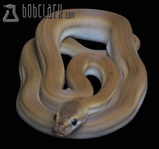 Patternless African Rock Python by Bob Clark Reptiles