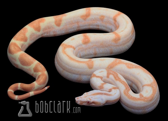 Sharp Albino Sunglow Jungle Boa Constrictor by Bob Clark Reptiles