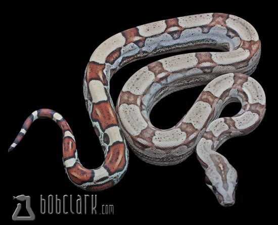 Roswell Ladder Tail Boa Constrictor by Bob Clark Reptiles