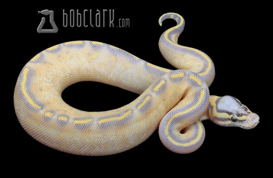 Pastel Highway Ball Python by Bob Clark Reptiles