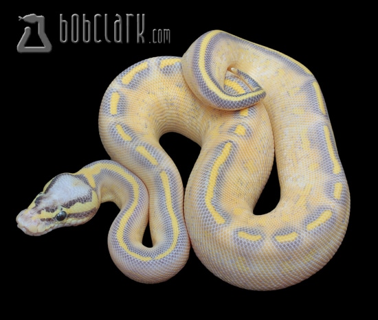 Pastel Highway Ball Python by Bob Clark Reptiles