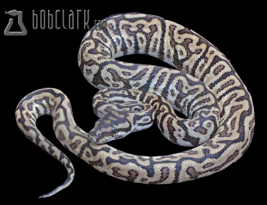Hybrid Ball X Carpet Python Ball Python by Bob Clark Reptiles