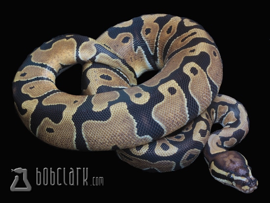 Scaleless Het Ball Python by Bob Clark Reptiles