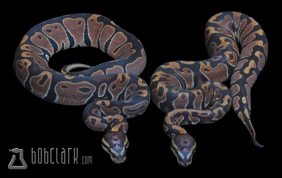 Scaleless Head Ball Python by Bob Clark Reptiles