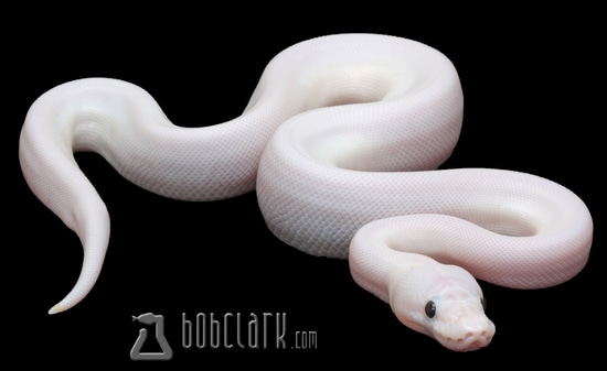 Super Fire Ball Python by Bob Clark Reptiles