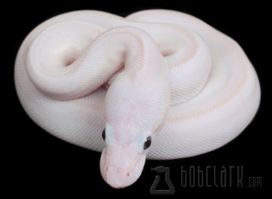 Blue Eye Leucistic Ball Python by Bob Clark Reptiles