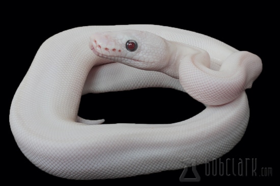 Blue Eye Leucistic Ball Python by Bob Clark Reptiles
