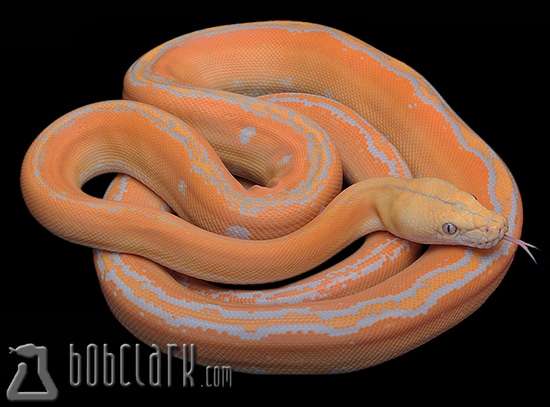 Albino Lavender Golden Child Reticulated Python by Bob Clark Reptiles