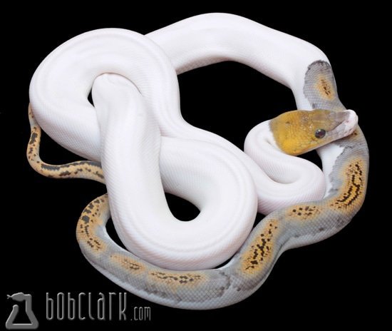 High White Tiger Pied Reticulated Python by Bob Clark Reptiles