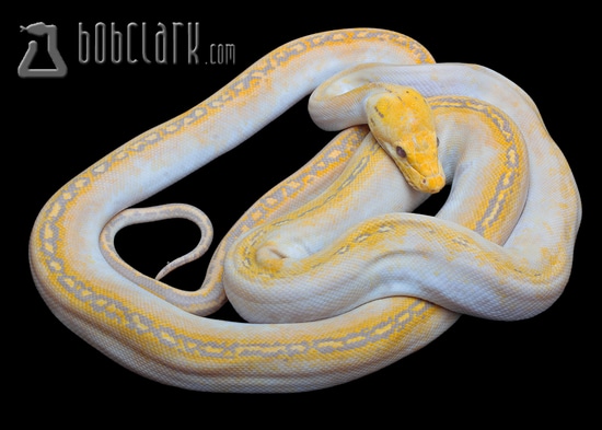 Purple Albino Pied Reticulated Python by Bob Clark Reptiles