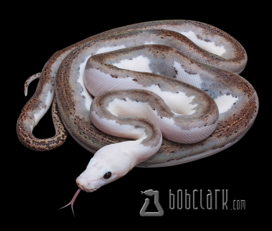 White Head Pied Motley Het Purple Albino Reticulated Python by Bob ...