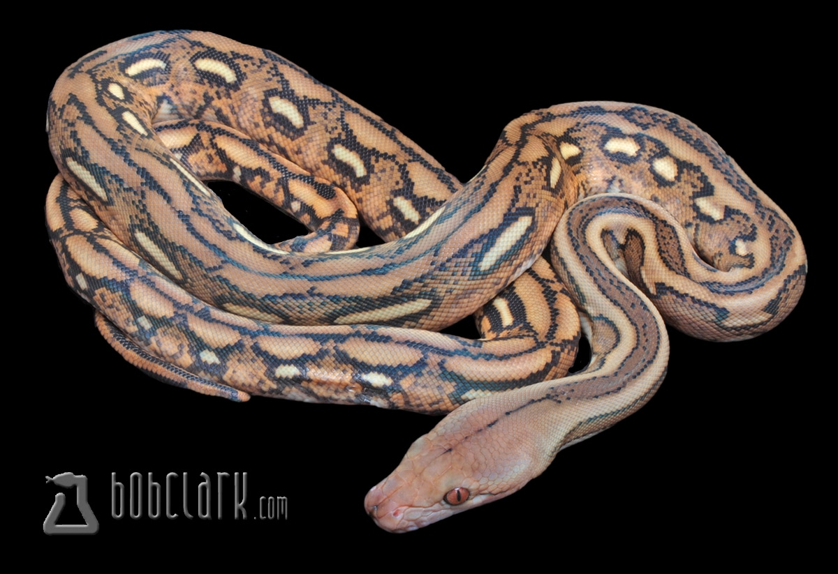 Tiger Het Albino Reticulated Python by Bob Clark Reptiles - MorphMarket