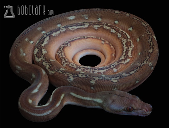 Sunfire Phantom Reticulated Python by Bob Clark Reptiles