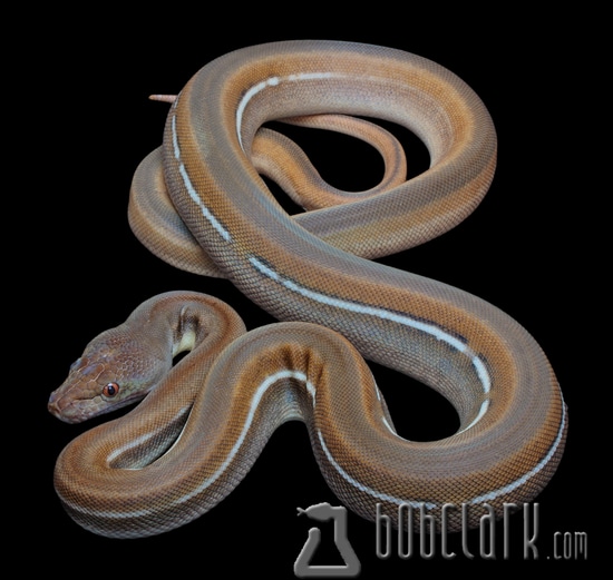 Titanium Reticulated Python by Bob Clark Reptiles