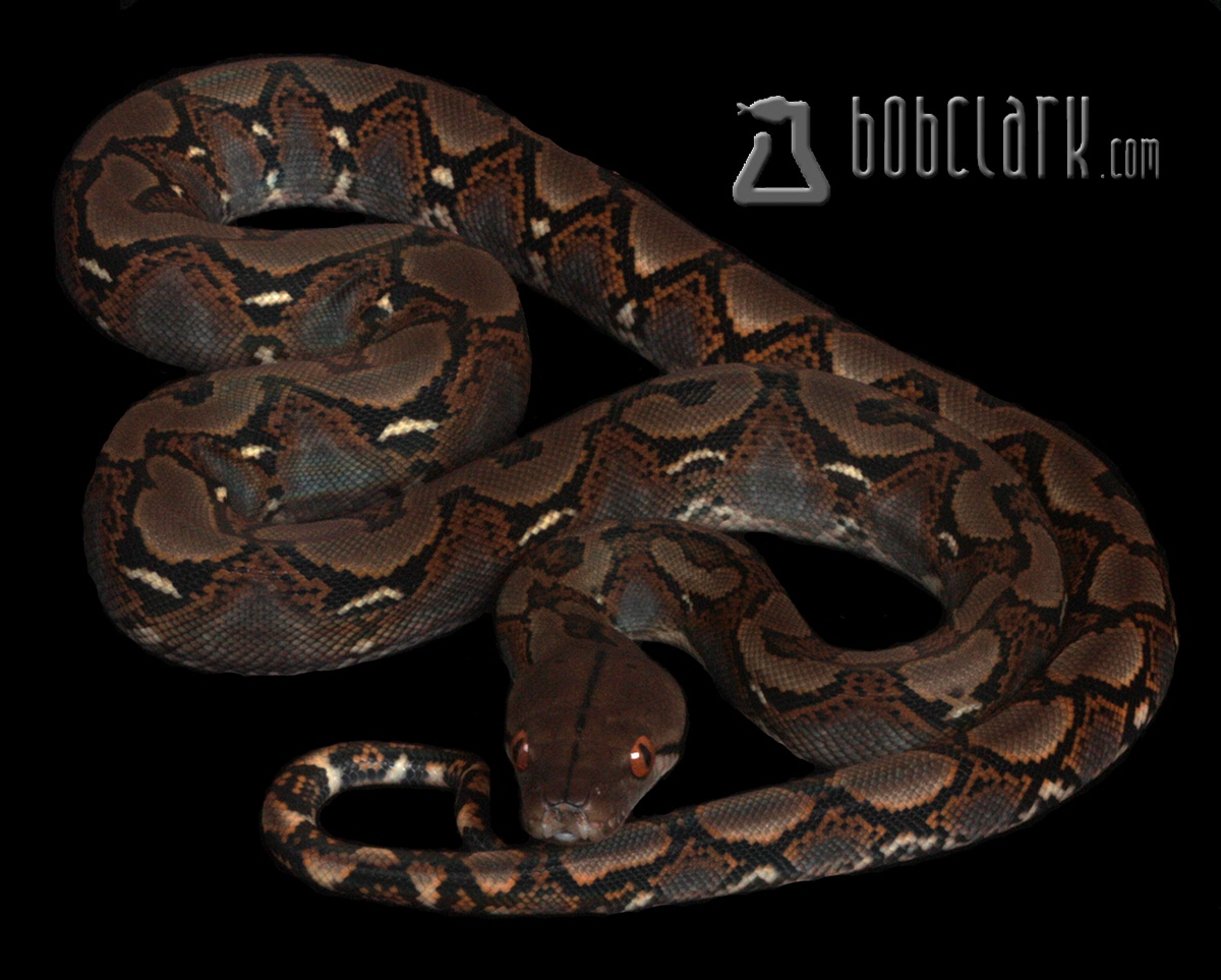 Normal Reticulated Python by Bob Clark Reptiles - MorphMarket