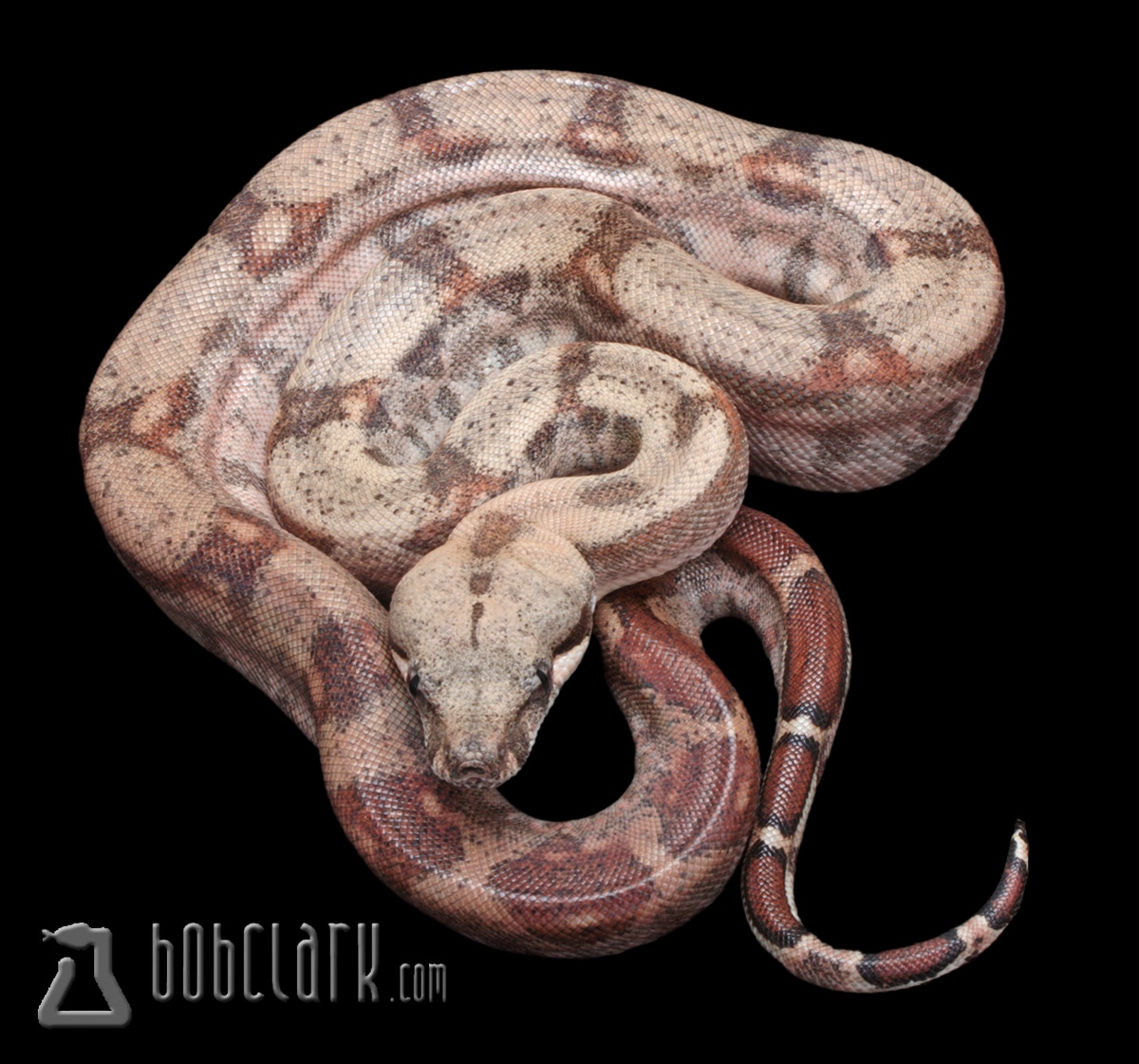 Fire Boa Constrictor by Bob Clark Reptiles - MorphMarket