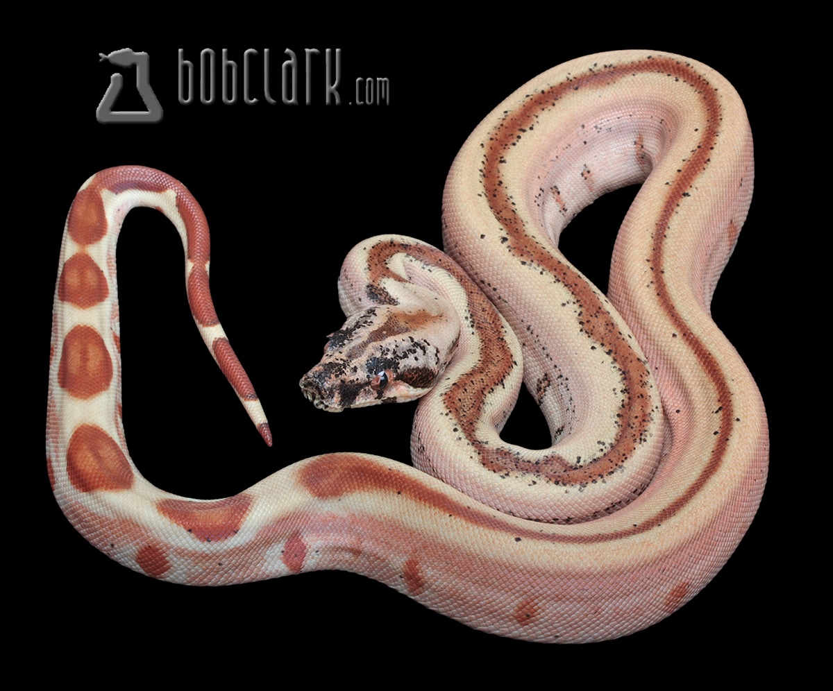 IMG Hypo Sunset Het Sterling Boa Constrictor by Bob Clark Reptiles ...