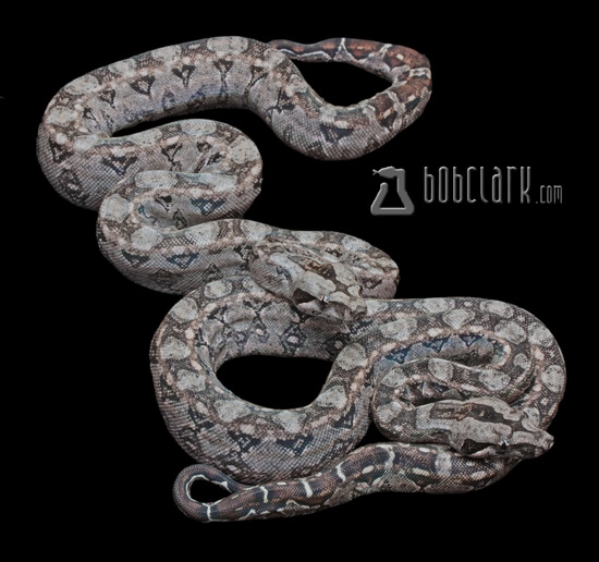 Tarahumara Dwarf Boas Boa Constrictor by Bob Clark Reptiles