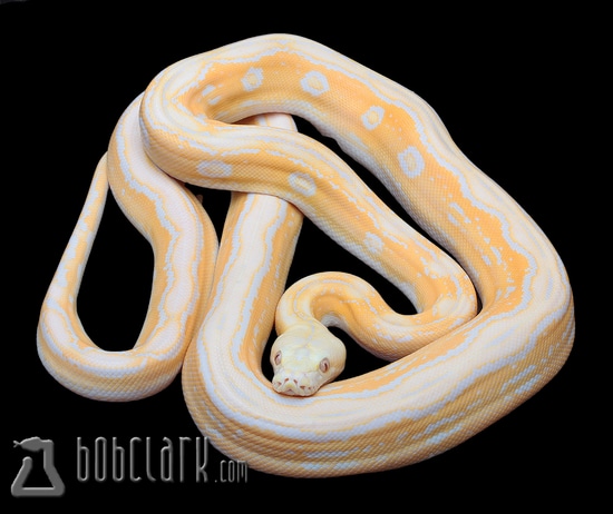 Lavender Albino Motley Tiger Reticulated Python by Bob Clark Reptiles