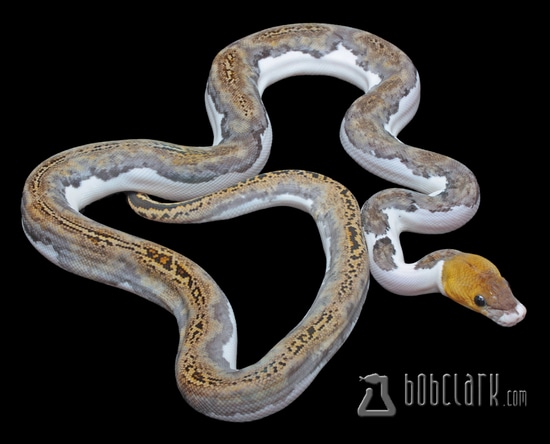 Tiger Pied Reticulated Python by Bob Clark Reptiles