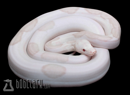 Albino Super Motley Pied Reticulated Python by Bob Clark Reptiles
