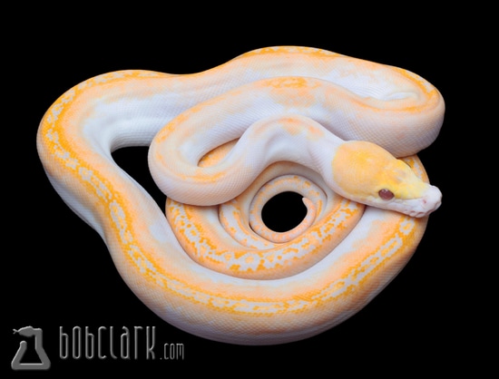 Lavender Albino Pied Reticulated Python by Bob Clark Reptiles