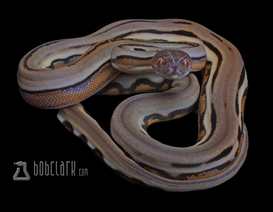 Genetic Stripe Reticulated Python by Bob Clark Reptiles