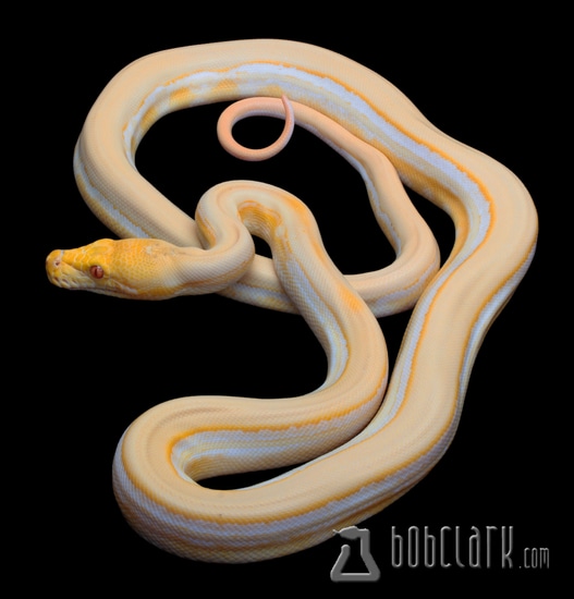Albino Genetic Stripe Reticulated Python by Bob Clark Reptiles