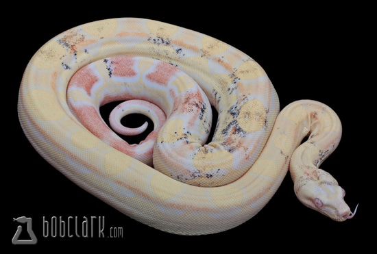 Sharp Jungle Ladder Tail Paradox Boa Constrictor by Bob Clark Reptiles