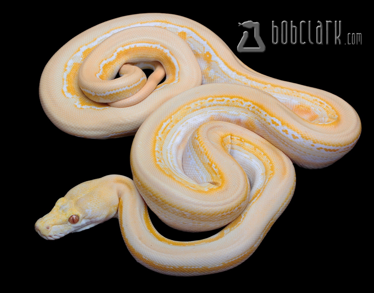 Albino Sunfire Genetic Stripe Reticulated Python by Bob Clark Reptiles ...