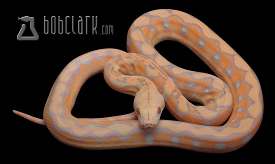 Purple Sunfire Reticulated Python by Bob Clark Reptiles