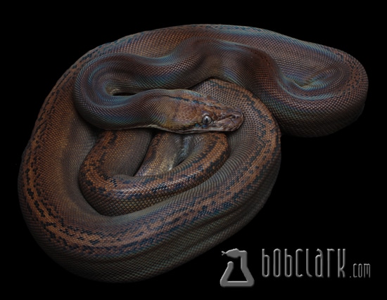 Golden Child Double Het Purple Albino/PIED Reticulated Python by Bob ...