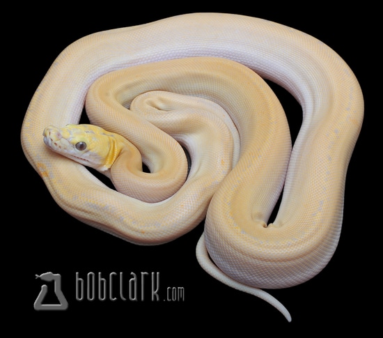 Albino Motley Golden Child Het Pied Reticulated Python by Bob Clark ...