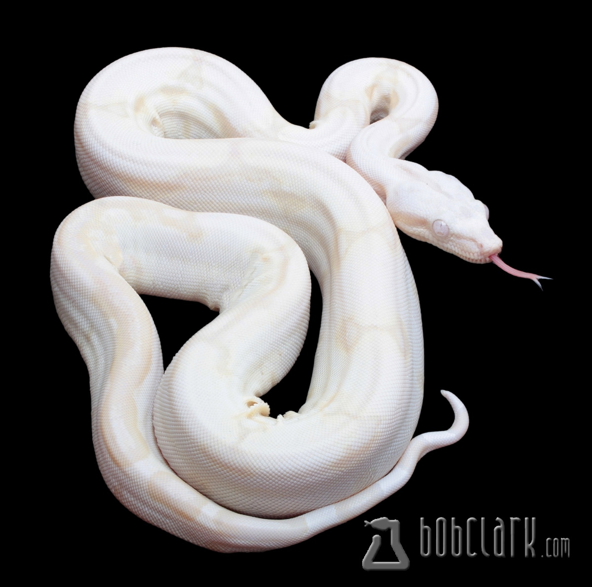 Moonglow Boa Constrictor by Bob Clark Reptiles - MorphMarket