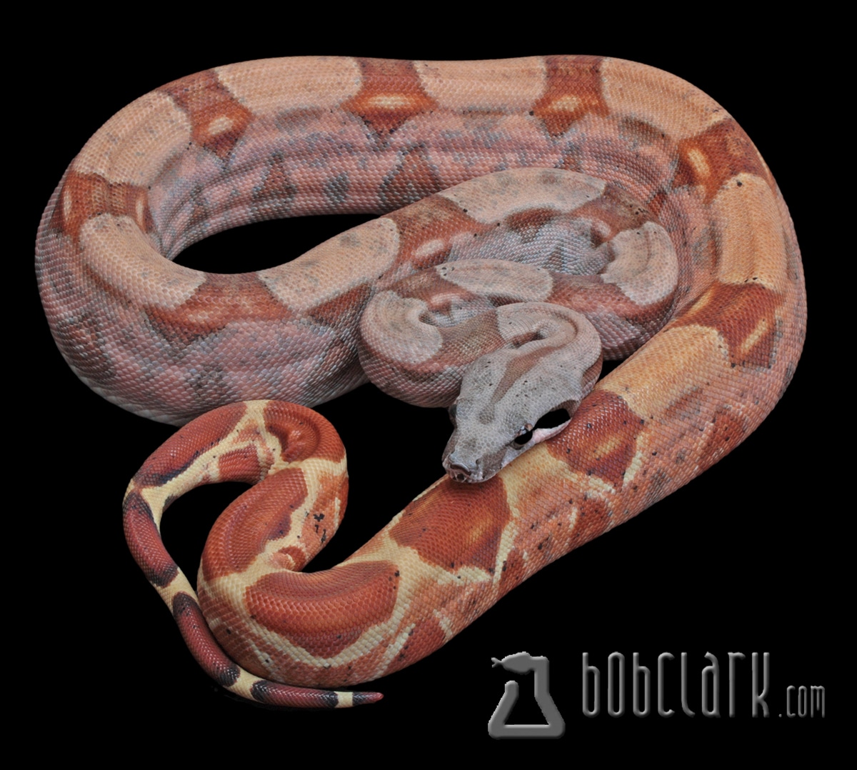 Hypo Roswell Ladder Tail Boa Constrictor by Bob Clark Reptiles ...