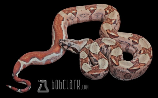 IMG Hypo Sunset Het Sterling Boa Constrictor by Bob Clark Reptiles