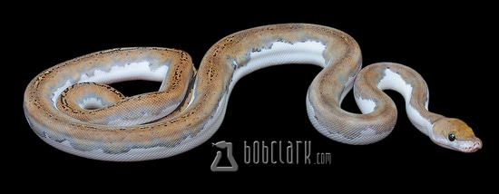 Pied Reticulated Python by Bob Clark Reptiles