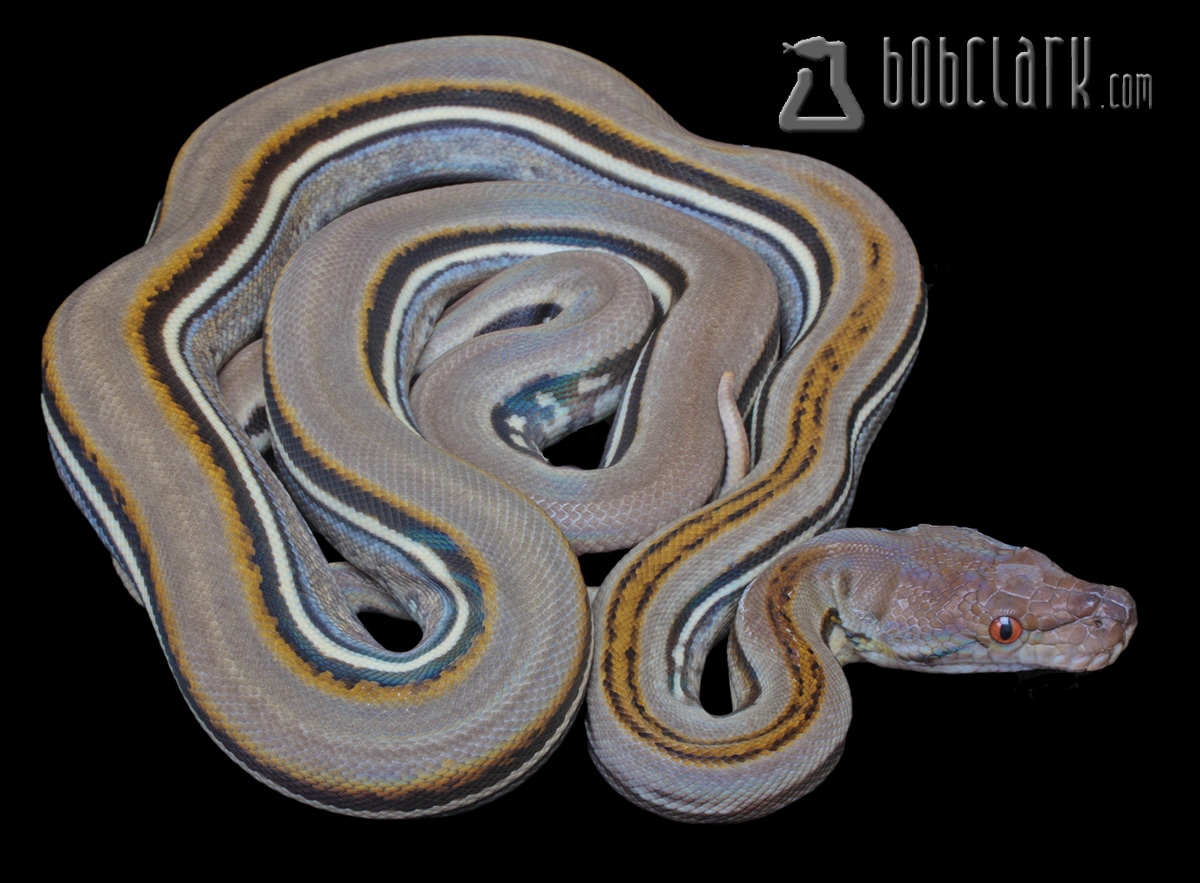 Genetic Stripe Poss Het Albino And Pied Reticulated Python by Bob Clark ...