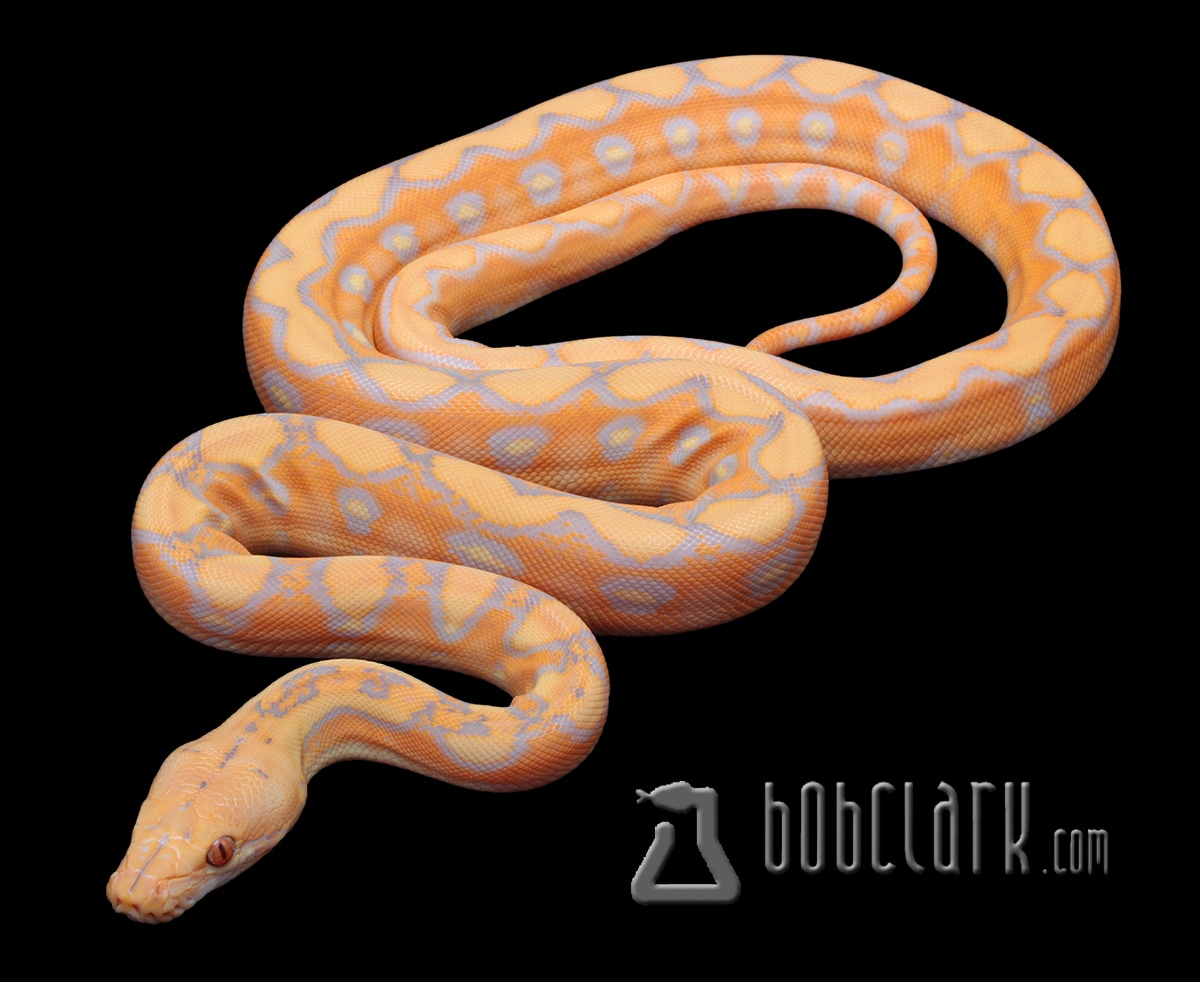 Purple Sunfire Reticulated Python by Bob Clark Reptiles - MorphMarket