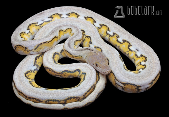 Jaguar Fire Sunfire 66 Inches Reticulated Python by Bob Clark Reptiles