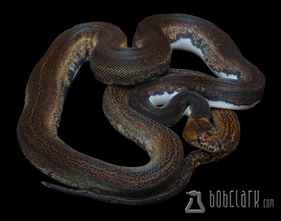 Pied Golden Child 60 Inches Reticulated Python by Bob Clark Reptiles