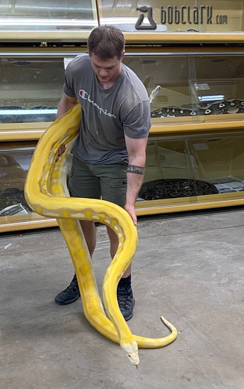 Purple Albino Tiger Reticulated Python by Bob Clark Reptiles